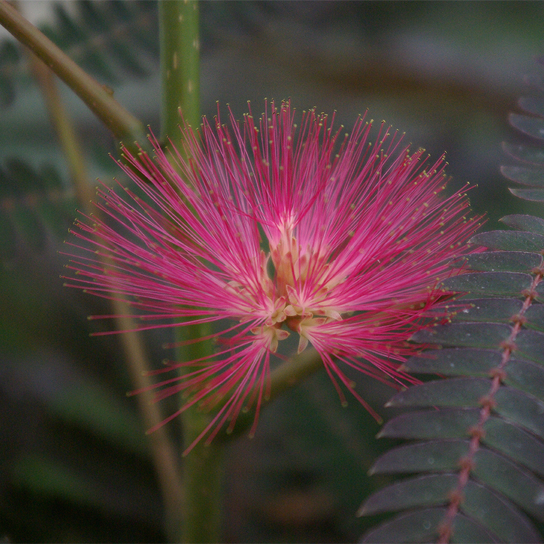 Albizia julibrissin 'Evey's Pride' ® | D&V Plant Production
