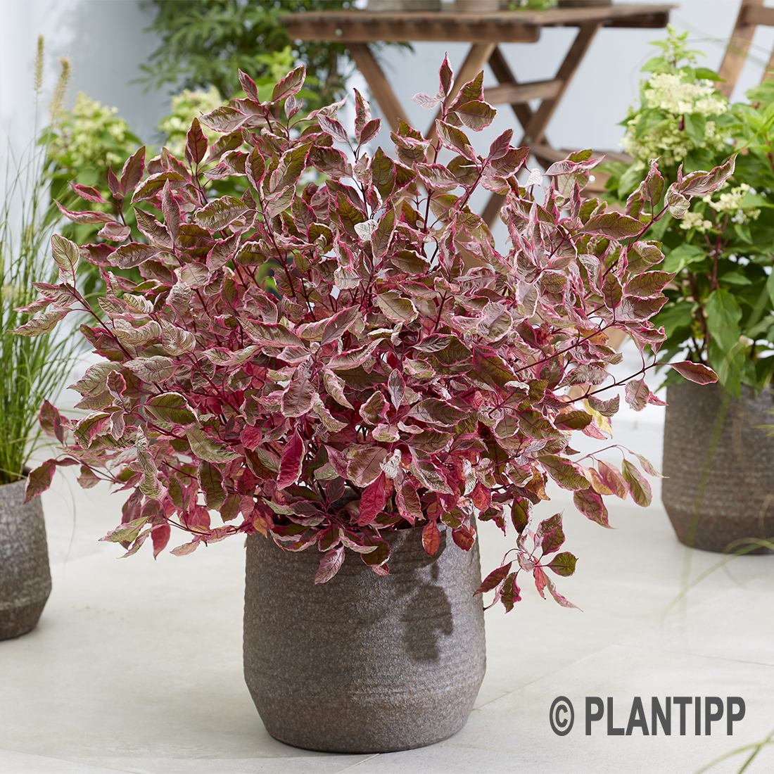 Cornus alba 'Miracle'® | D&V Plant Production