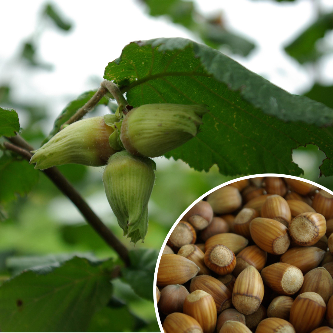 Corylus avellana 'Webbs Prize Cob' | D&V Plant Production
