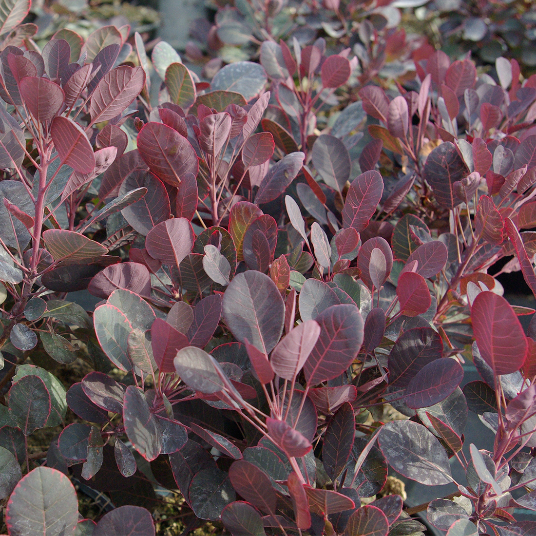 Cotinus coggygria 'Lilla' ® | D&V Plant Production