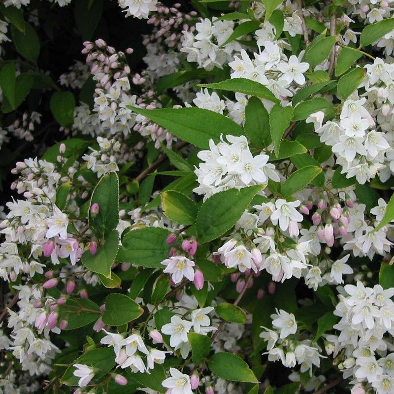 Deutzia rosea 'Campanulata' | D&V Plant Production