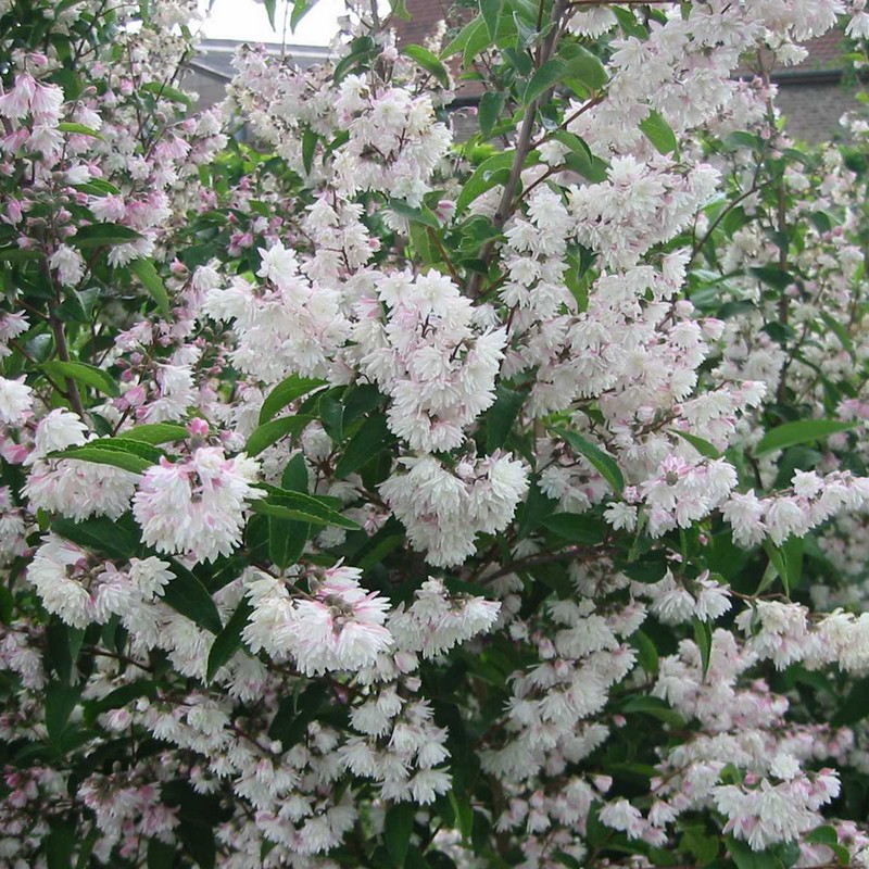 Deutzia scabra 'Plena' | D&V Plant Production