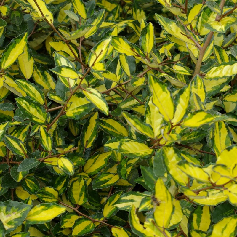 Elaeagnus pungens 'Maculata' | D&V Plant Production