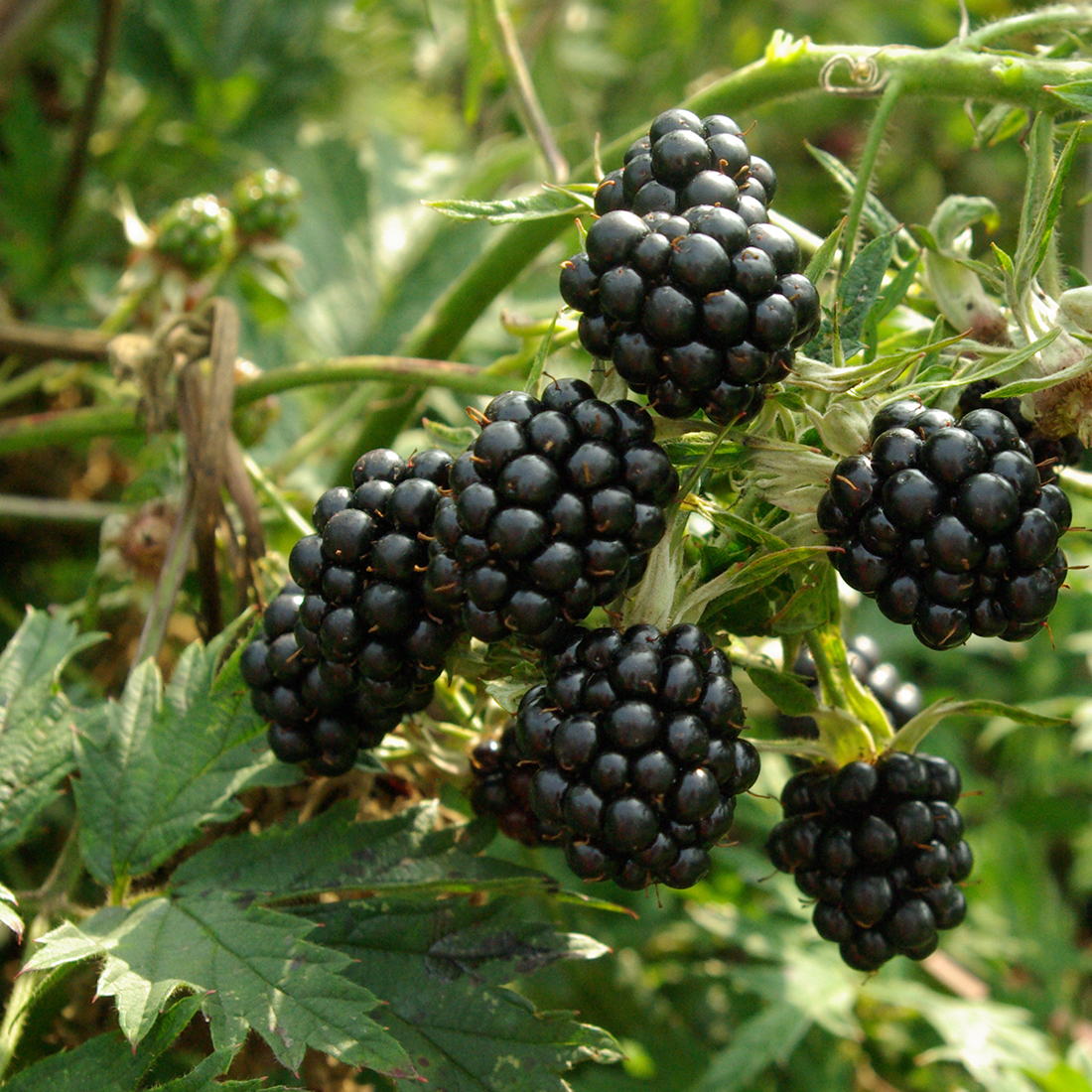 Rubus fruticosa 'Thornless Evergreen' | D&V Plant Production