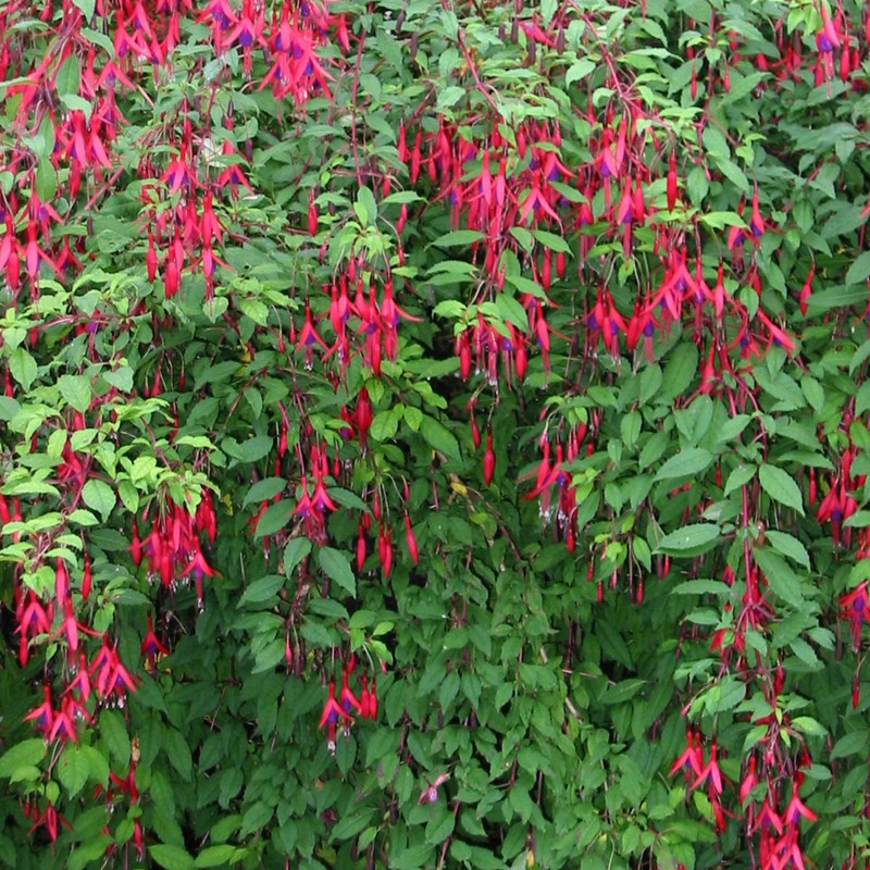 Fuchsia 'Riccartonii' | D&V Plant Production
