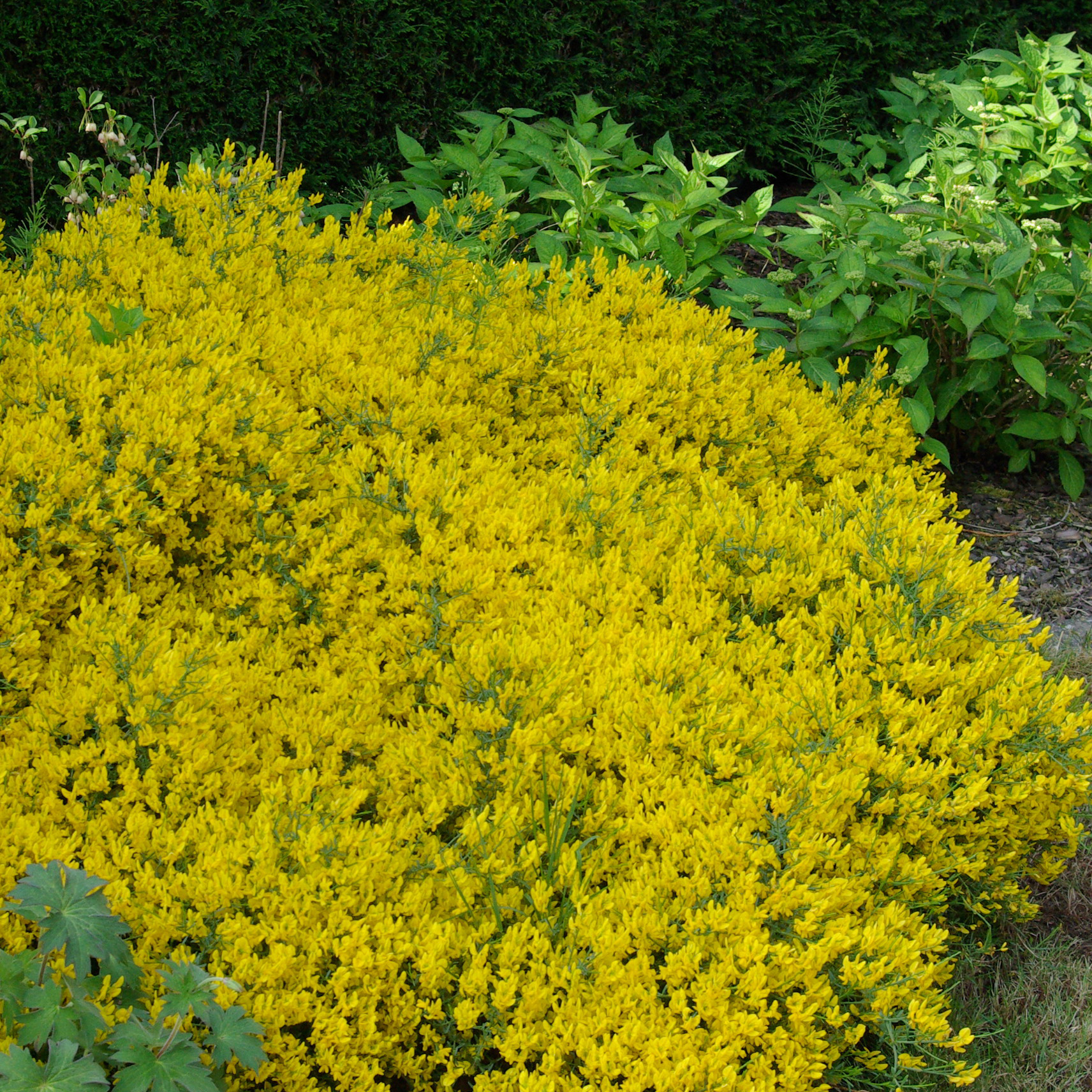 Genista lydia | D&V Plant Production
