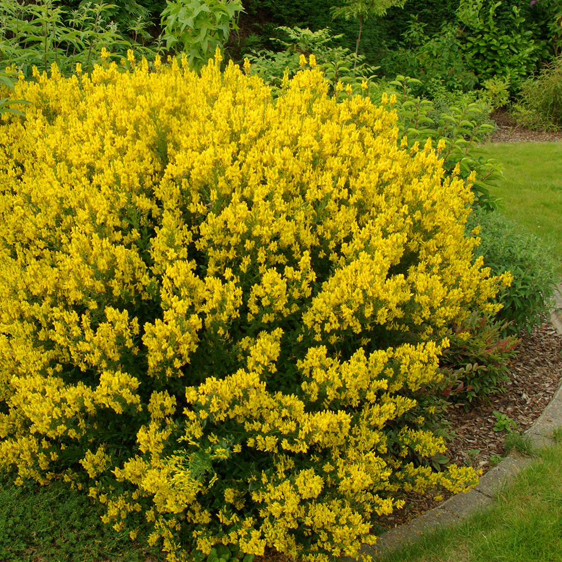 Genista tinctoria | D&V Plant Production