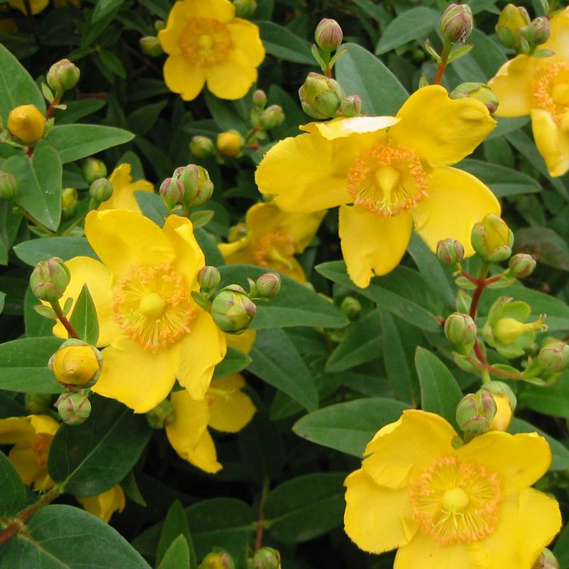 Hypericum 'Hidcote' | D&V Plant Production