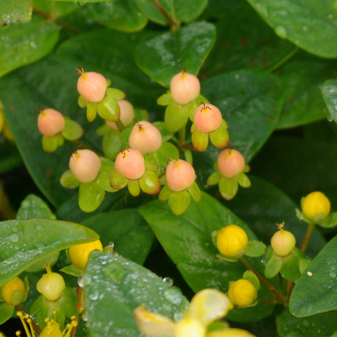 Hypericum x inodorum MAGICAL® Beauty | D&V Plant Production