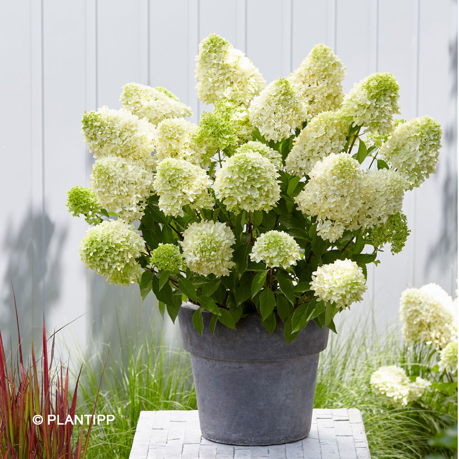 Hydrangea pan. 'Skyfall' ® | D&V Plant Production