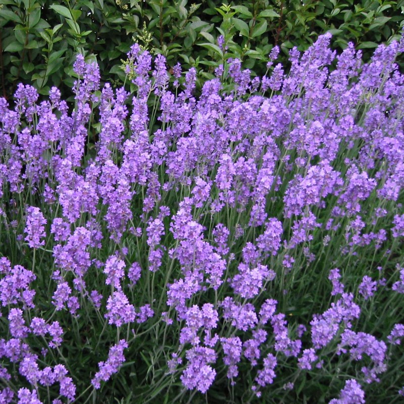 Lavandula ang. 'Munstead' | D&V Plant Production