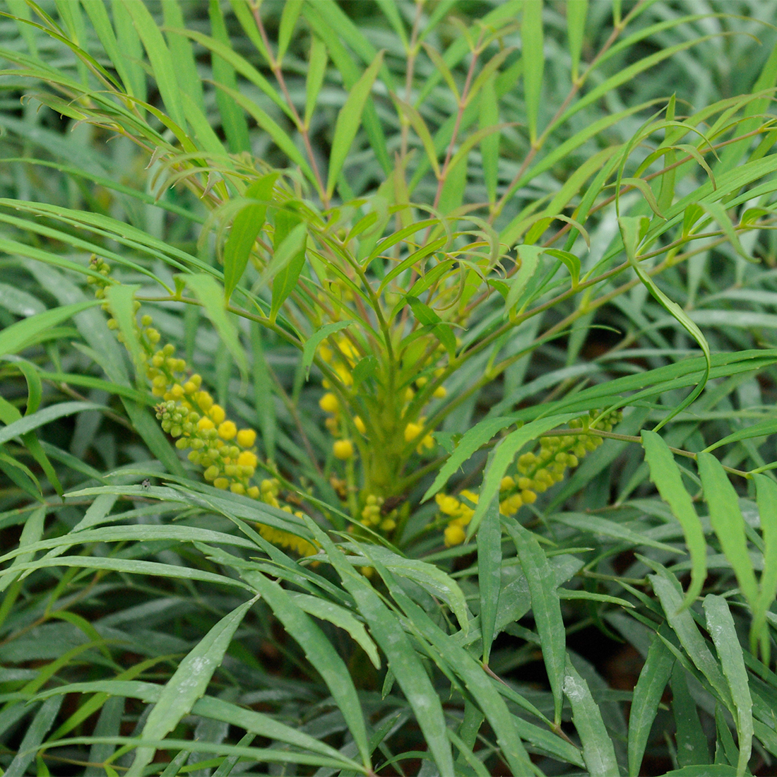 Mahonia eurybracteata 'Soft Caress' ® | D&V Plant Production