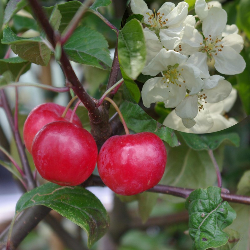 Malus 'Red Sentinel' | D&V Plant Production