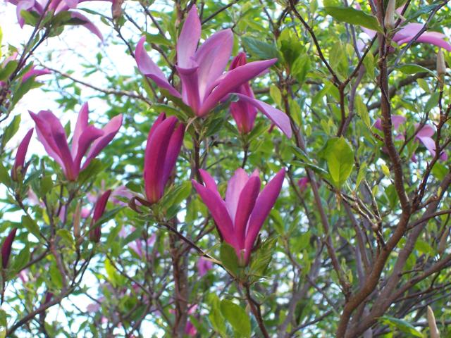Magnolia (x) 'Susan' | D&V Plant Production
