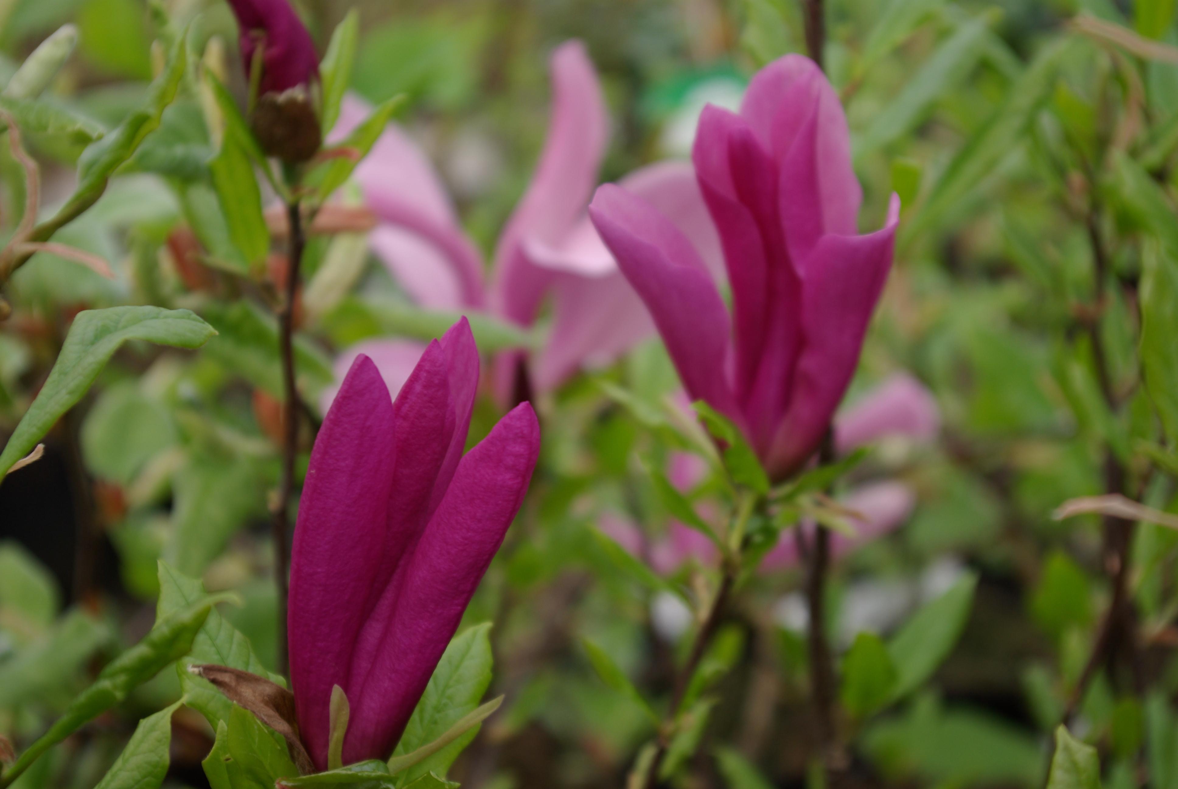 Magnolia (x) 'Susan' | D&V Plant Production