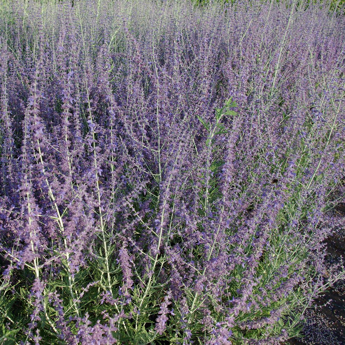 Perovskia atri. 'Blue Spire' | D&V Plant Production