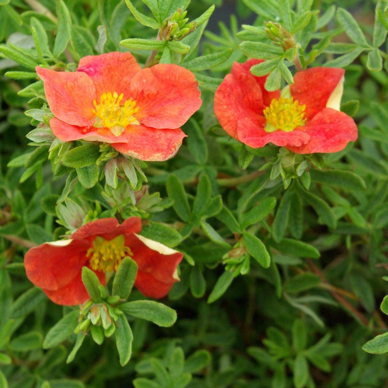 Potentilla frut. 'Marian Red Robin' ® | D&V Plant Production