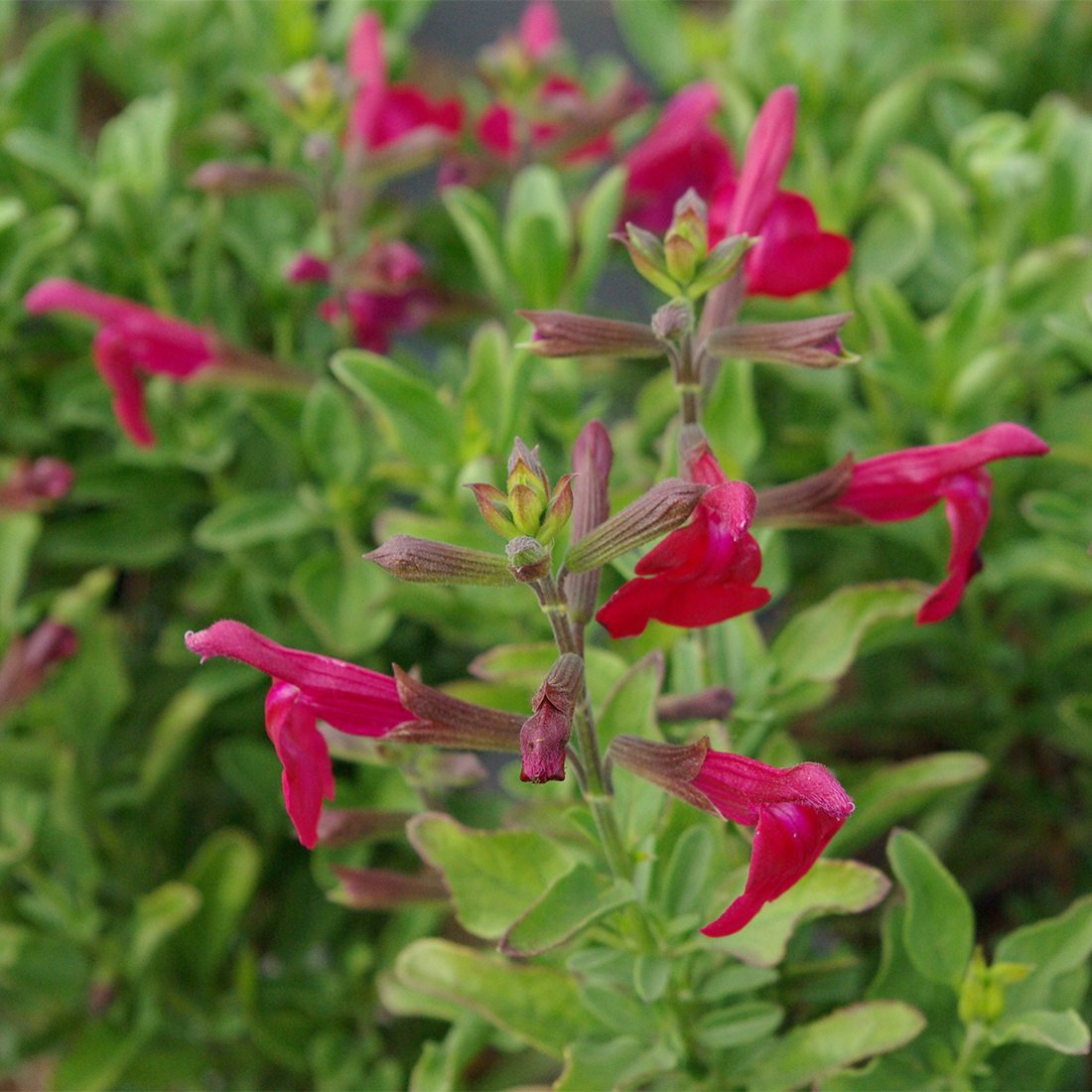Salvia gr. ARCTIC BLAZE ® Dark red 'Novasaldre | D&V Plant Production
