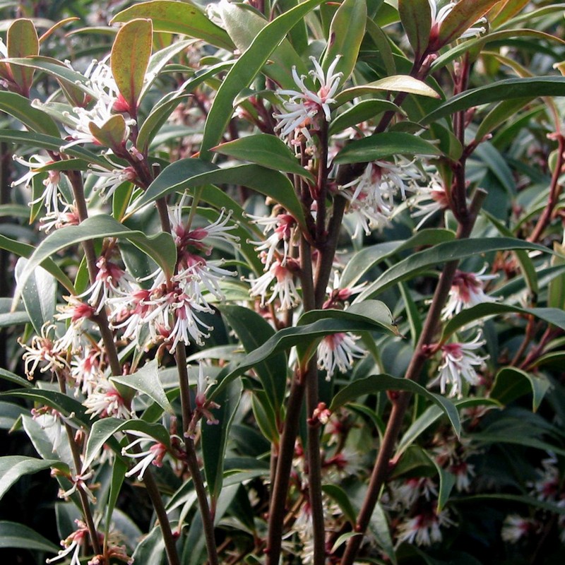 Sarcococca hookeriana var digyna | D&V Plant Production