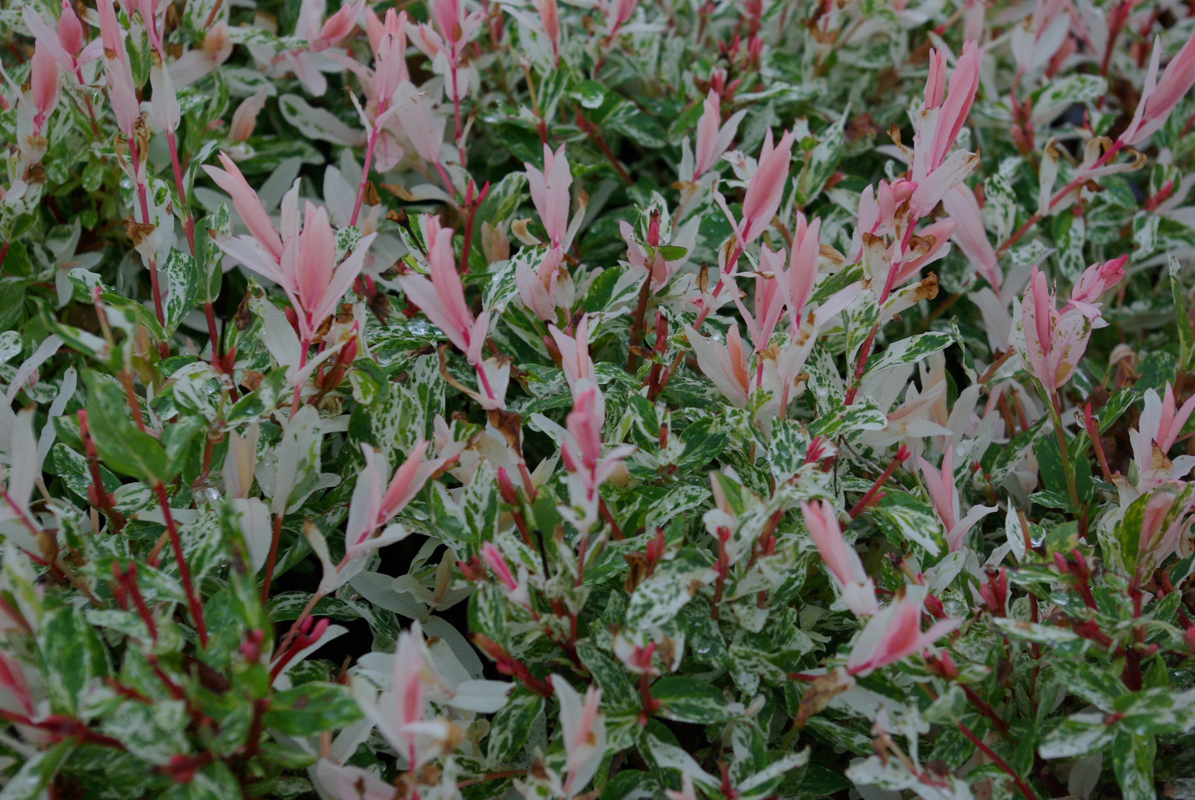 Salix integra 'Hakuro Nishiki' | D&V Plant Production