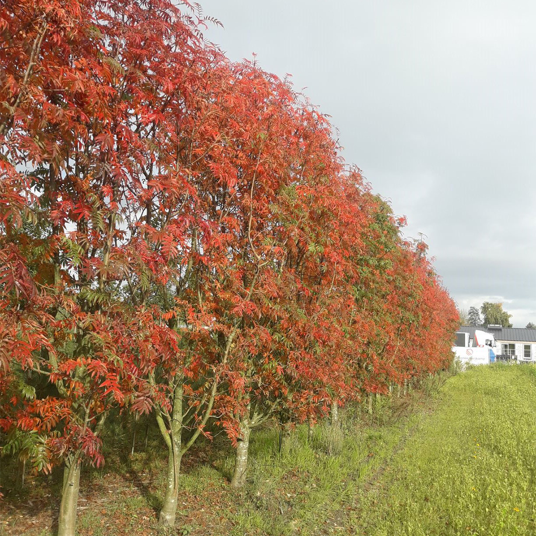 Sorbus 'Dodong' | D&V Plant Production