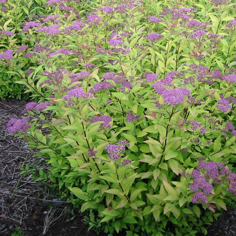 Spiraea jap. 'Firelight' | D&V Plant Production