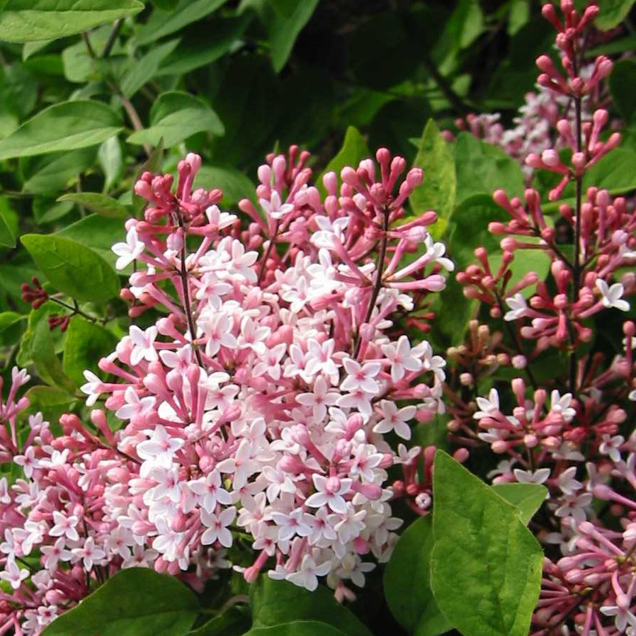 Syringa microphylla 'Superba' | D&V Plant Production