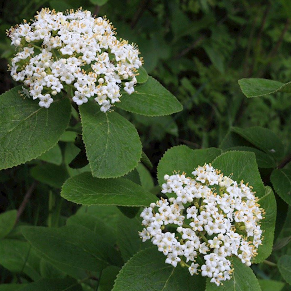 Viburnum lantana | D&V Plant Production