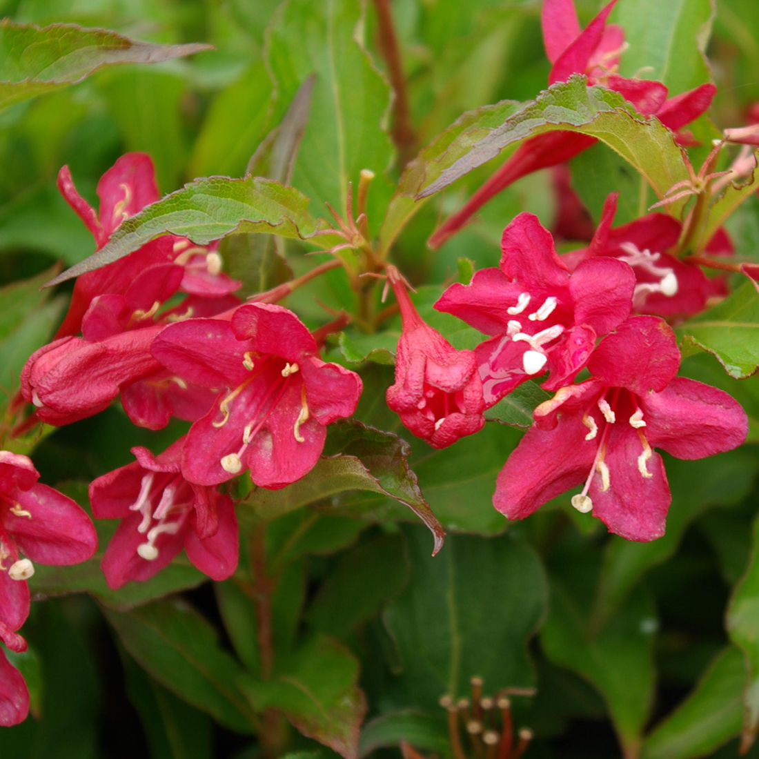 Weigela 'Red Prince' | D&V Plant Production