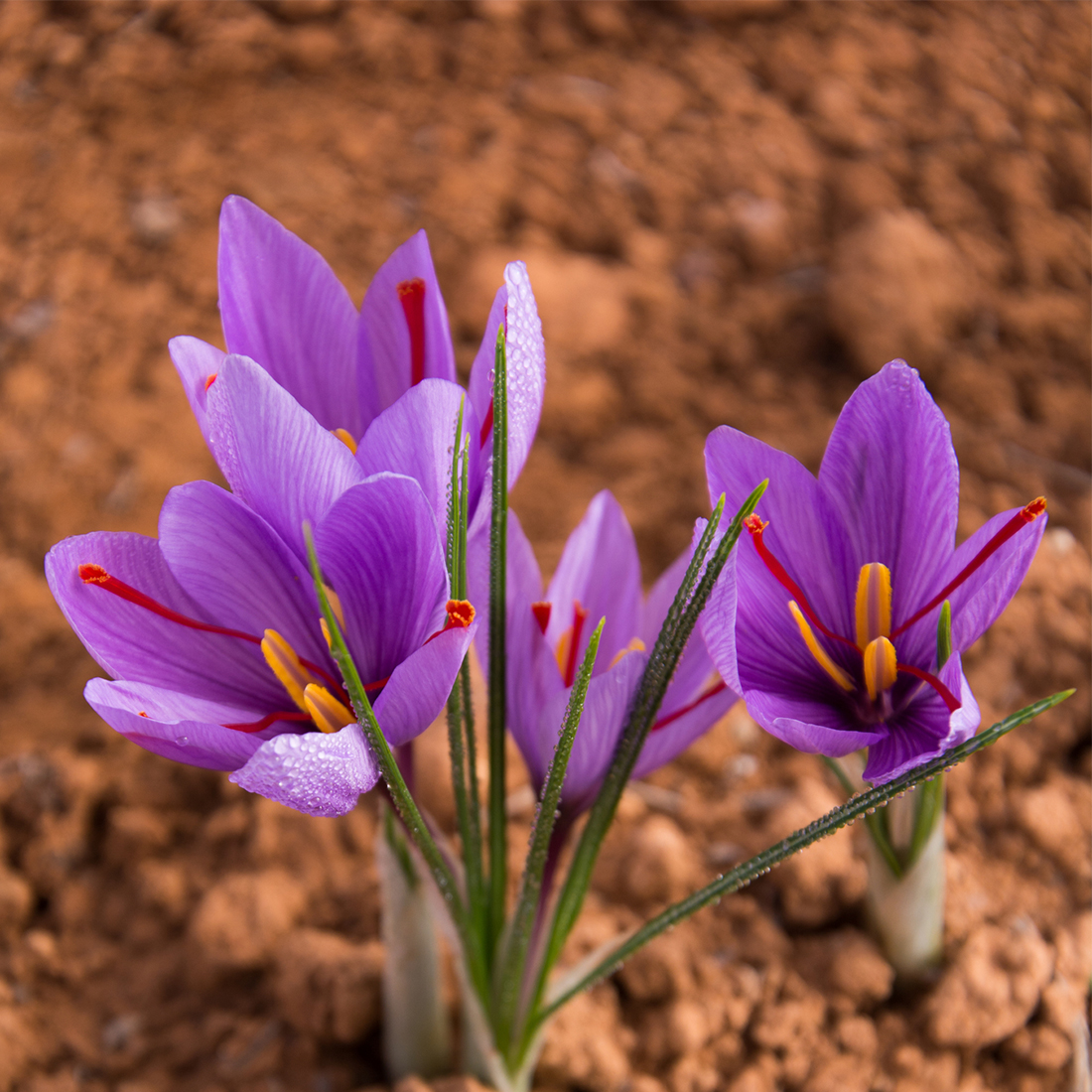 Crocus sativus | D&V Plant Production