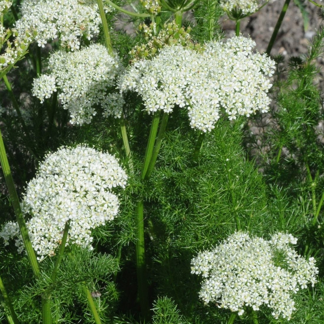 Meum athamanticum | D&V Plant Production