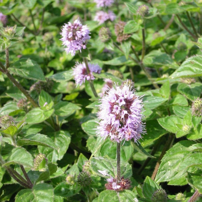 Mentha aquatica | D&V Plant Production