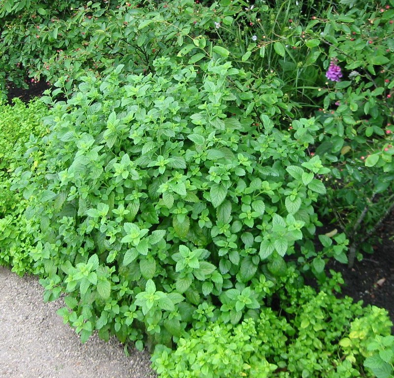 Melissa officinalis | D&V Plant Production