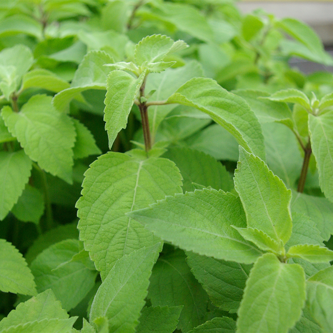 Ocimum gratissimum | D&V Plant Production