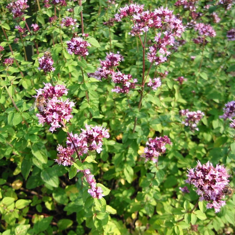 Origanum vulgare | D&V Plant Production