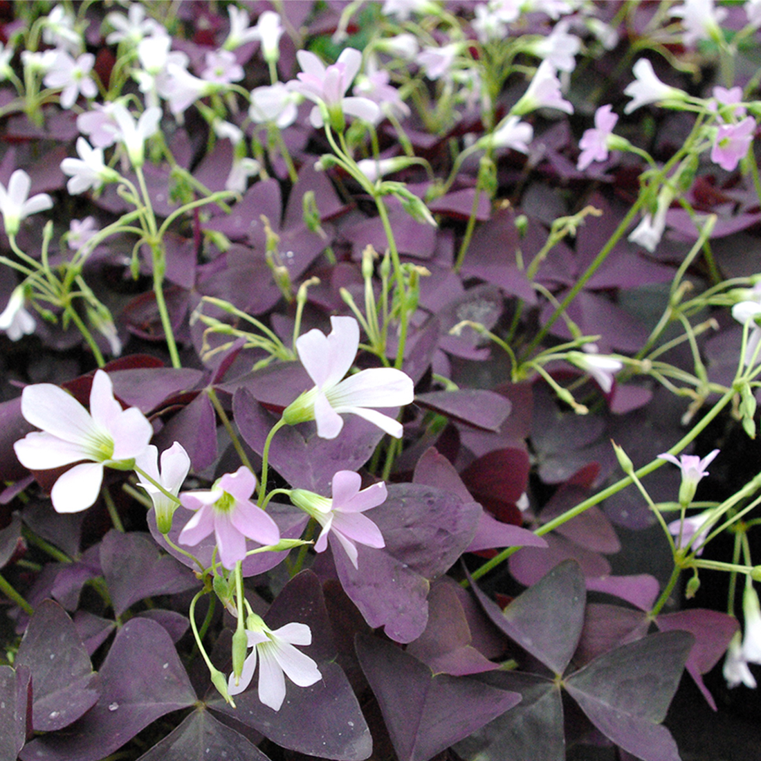 Oxalis triangularis | D&V Plant Production