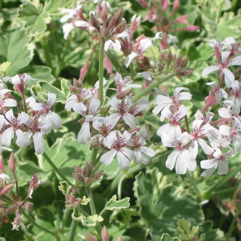 Pelargonium Creamy Nutmeg | D&V Plant Production