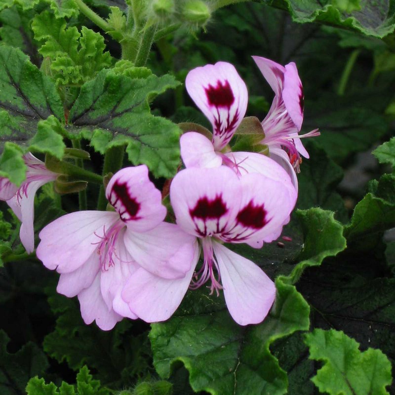 Pelargonium q. 'Royal Oak' | D&V Plant Production