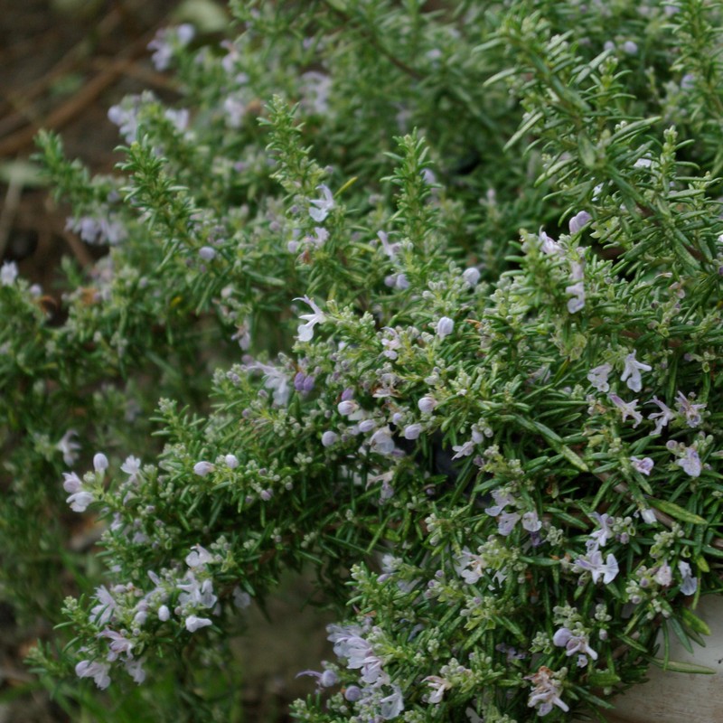 Rosmarinus off. prostr. repens | D&V Plant Production
