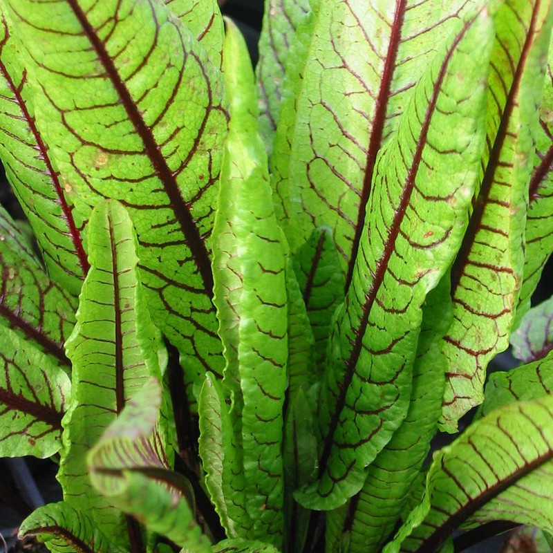 Rumex sanguineus | D&V Plant Production