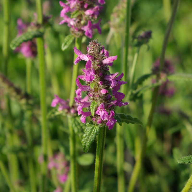 Stachys officinalis | D&V Plant Production